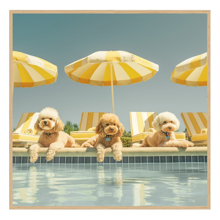 Busters Poodle Fashion Wall Art | Poodles at the edge of a pool ...
